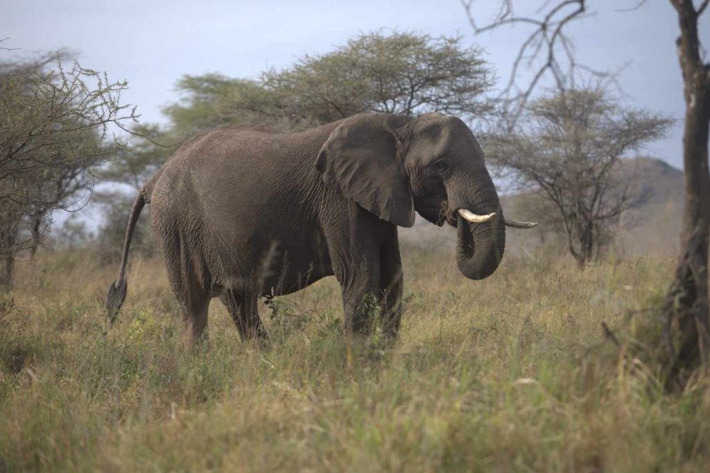 What You Should Know About Big Five Safari Animals